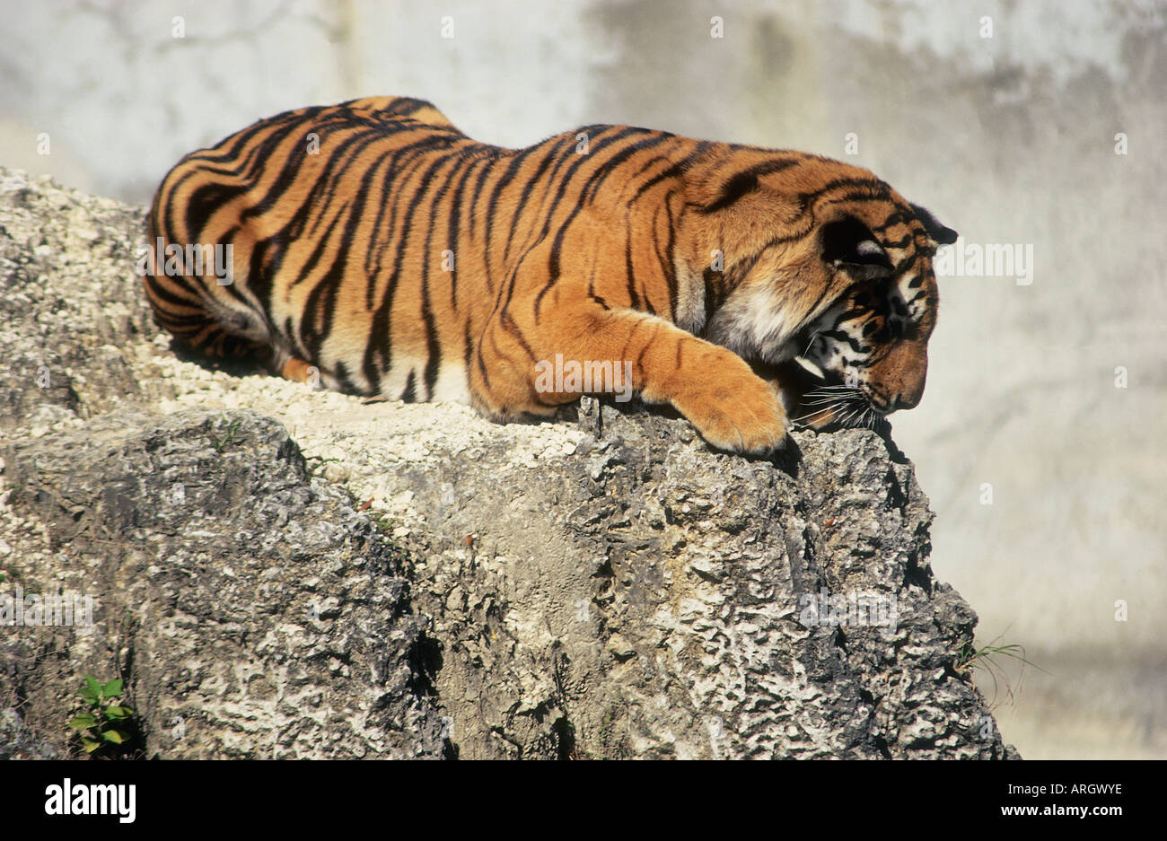 Miami metrozoo hi-res stock photography and images - Alamy