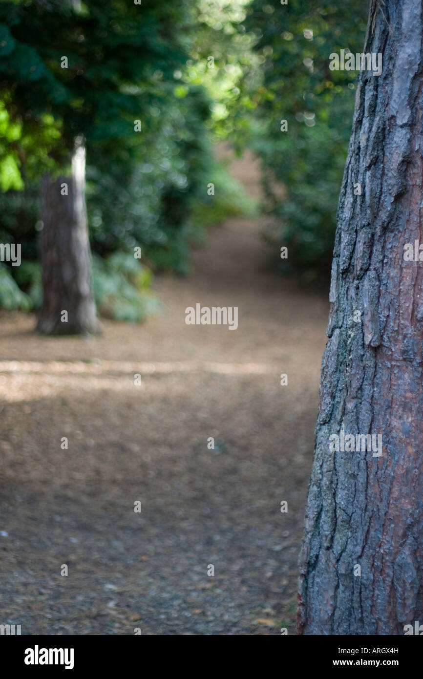 Tree with narrow depth of field hi-res stock photography and images - Alamy