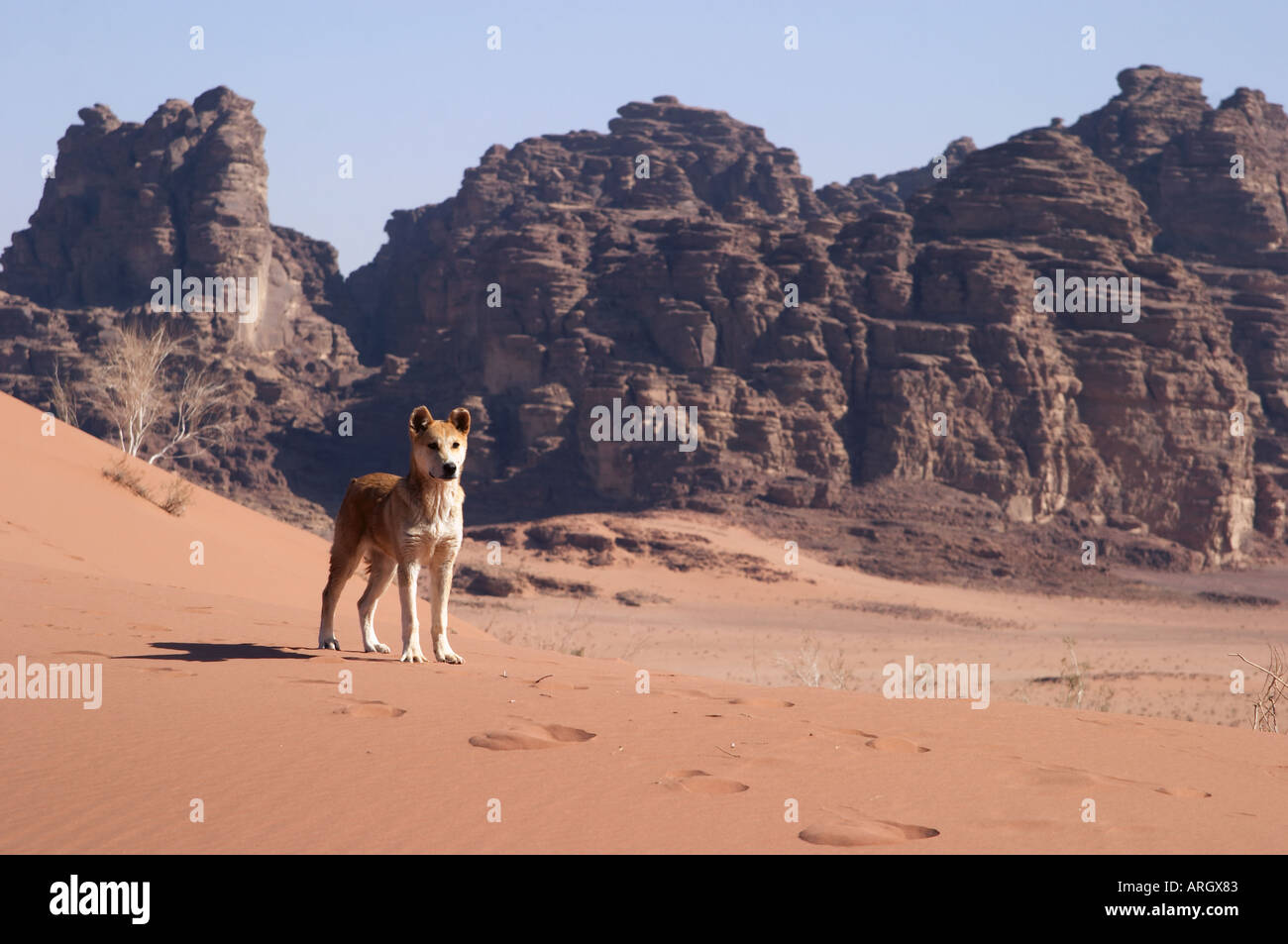 wadi rum jordan desert. a dog Stock Photo - Alamy