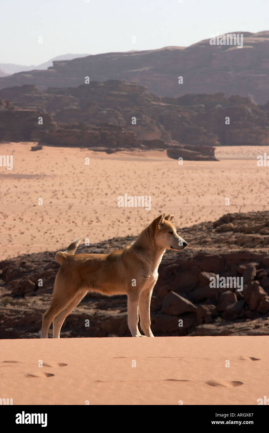 wadi rum jordan desert a dog Stock Photo - Alamy