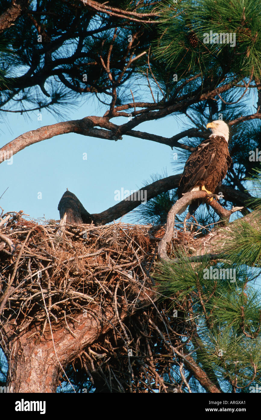 Bald Eagle Haliaeetus leucocephalus nesting in South Florida Stock ...