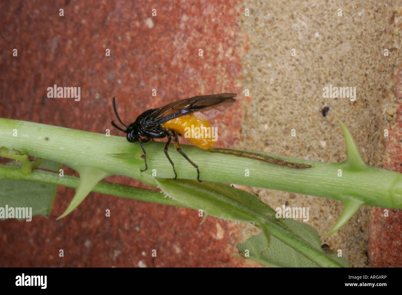 Sawfly ovipositor hi-res stock photography and images - Alamy