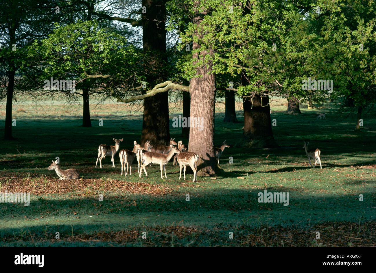 Deer under trees in Richmond Park London Stock Photo - Alamy