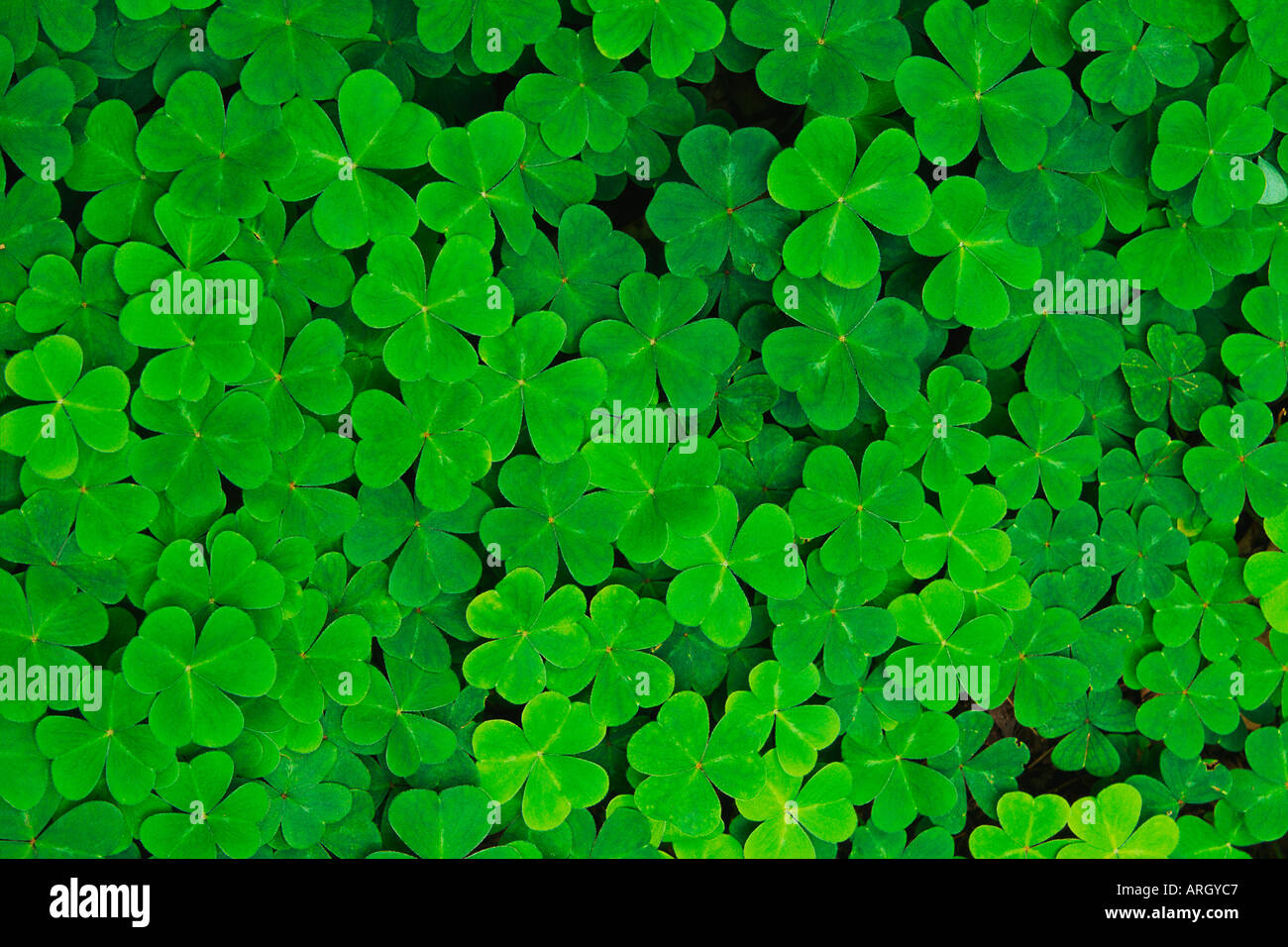 Patch of Clover Stock Photo - Alamy