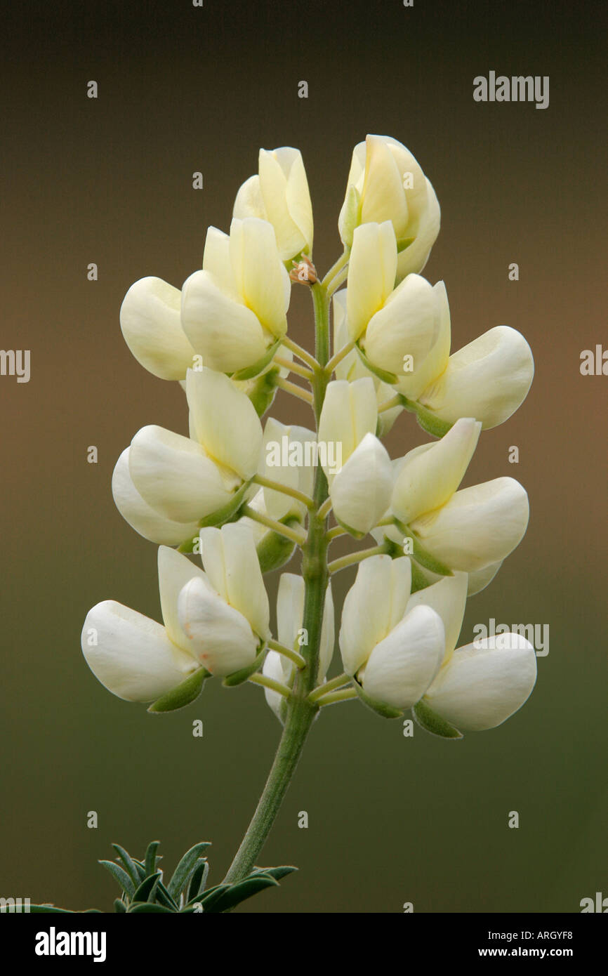 Yellow tree lupin hi-res stock photography and images - Alamy