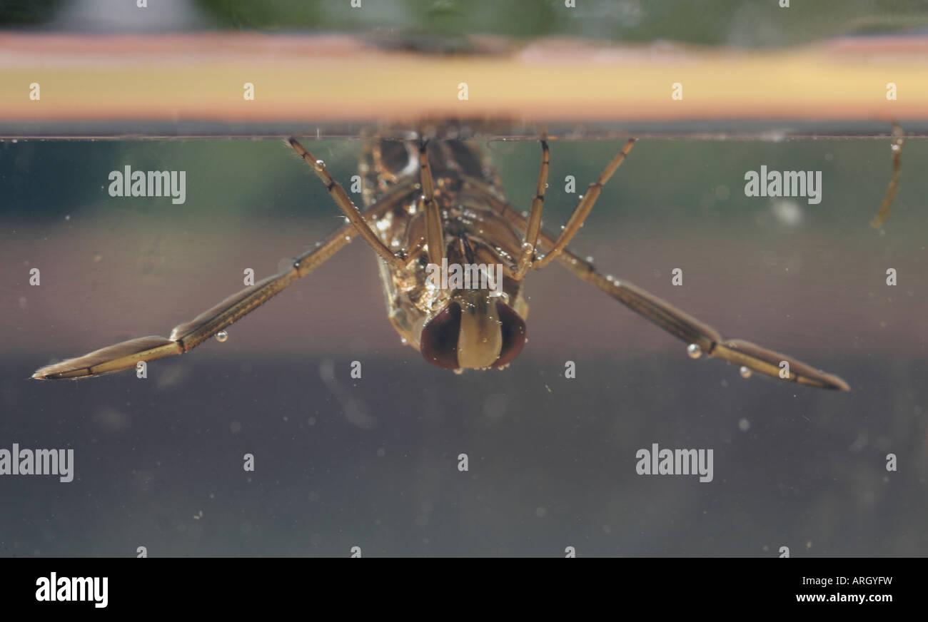Backswimmer hi-res stock photography and images - Alamy