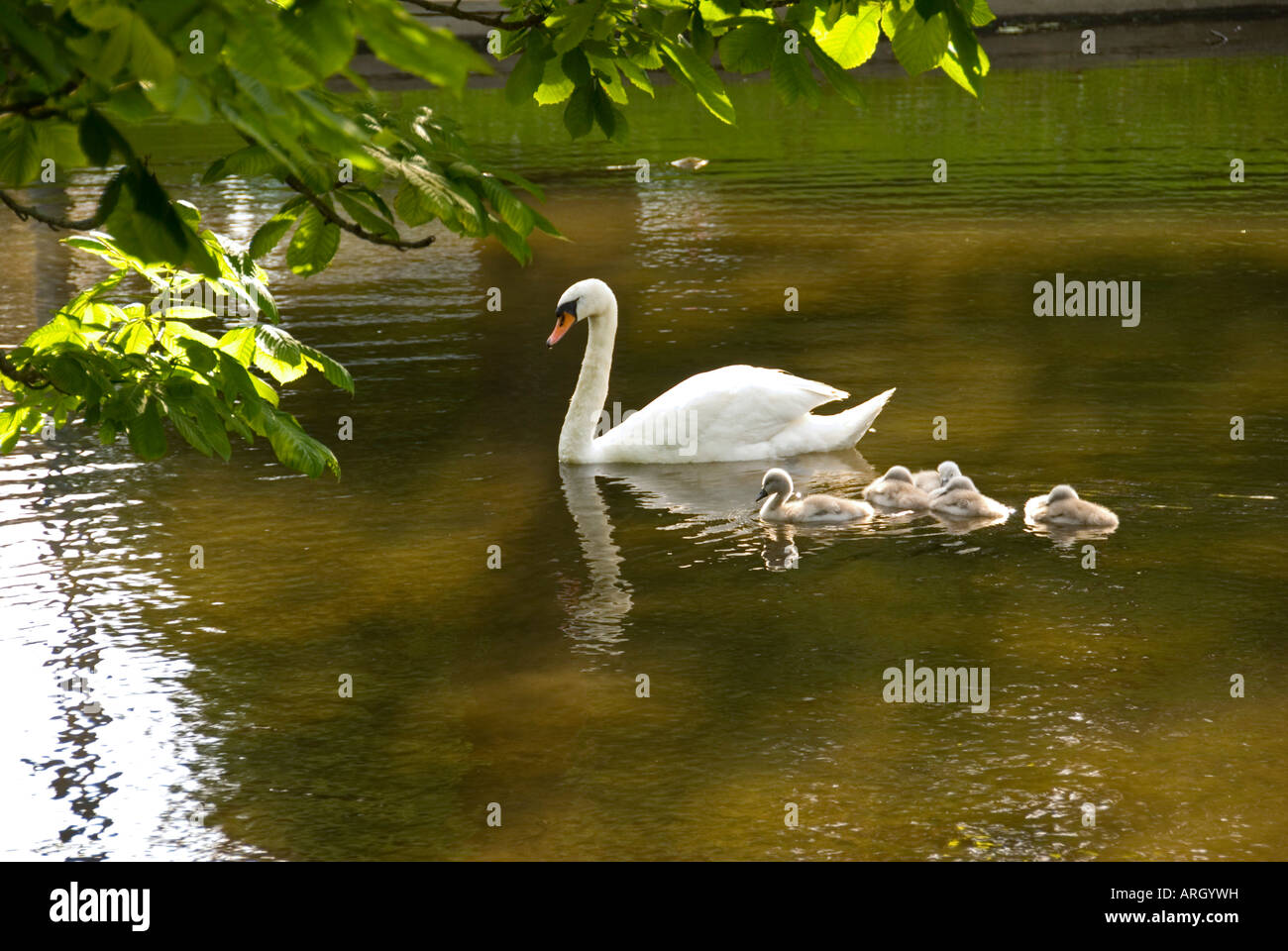 Mute swan with cygnets Stock Photo - Alamy