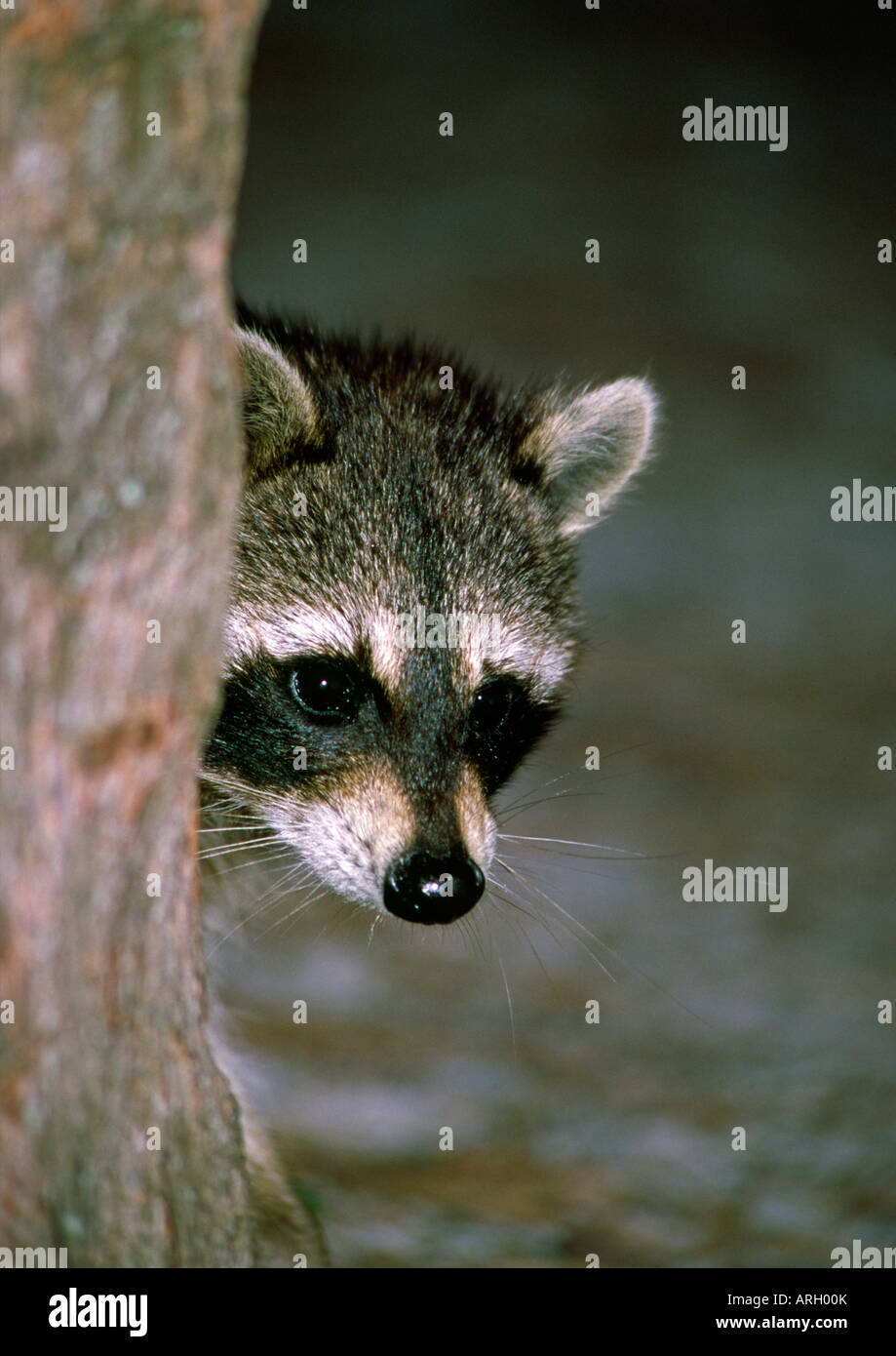 Raccoon snout hi-res stock photography and images - Alamy