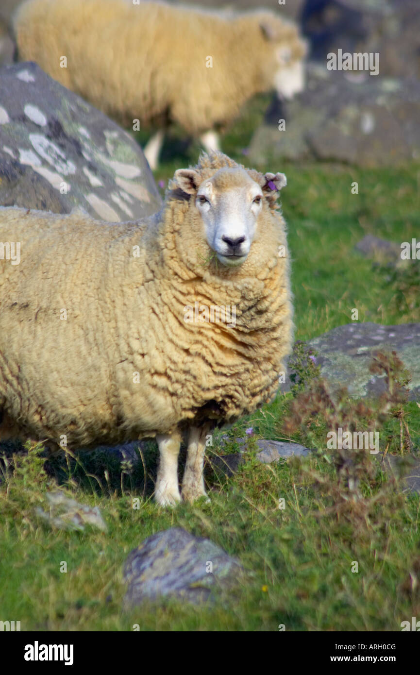 Sheep in field Stock Photo - Alamy