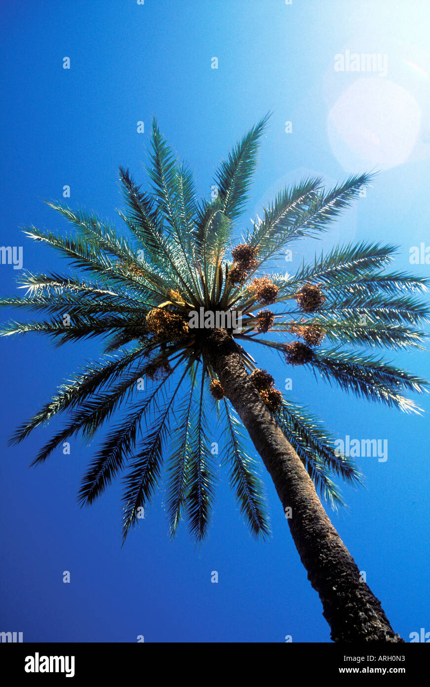 Viewed from the desert floor the fronds of a palm tree etched against ...
