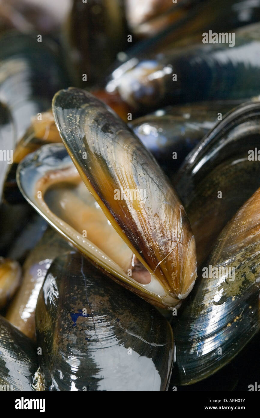 Mussels shells close up seafood hi-res stock photography and images - Alamy