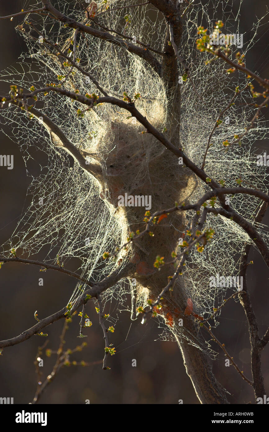 Community spider nest hi-res stock photography and images - Alamy