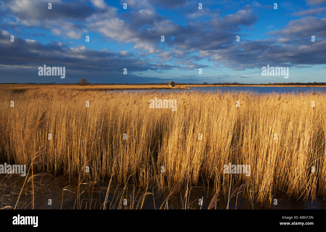 A view of Hickling Broad on a winter afternoon Stock Photo - Alamy