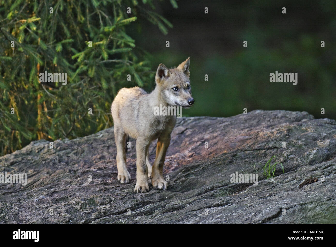 Junger Wolf, child, baby, Canis lupus, wolves Stock Photo - Alamy