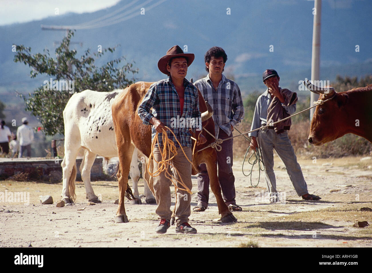 Mexico oaxaca cattle cows hi-res stock photography and images - Alamy