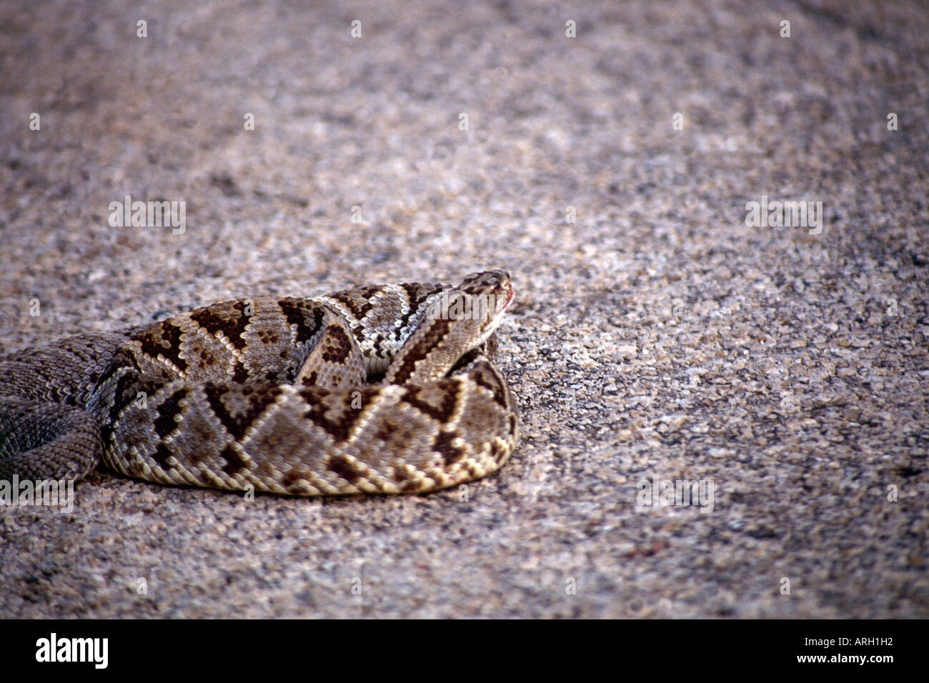 A lethal diamond backed rattlesnake lying coiled on a rock in Mexico s ...
