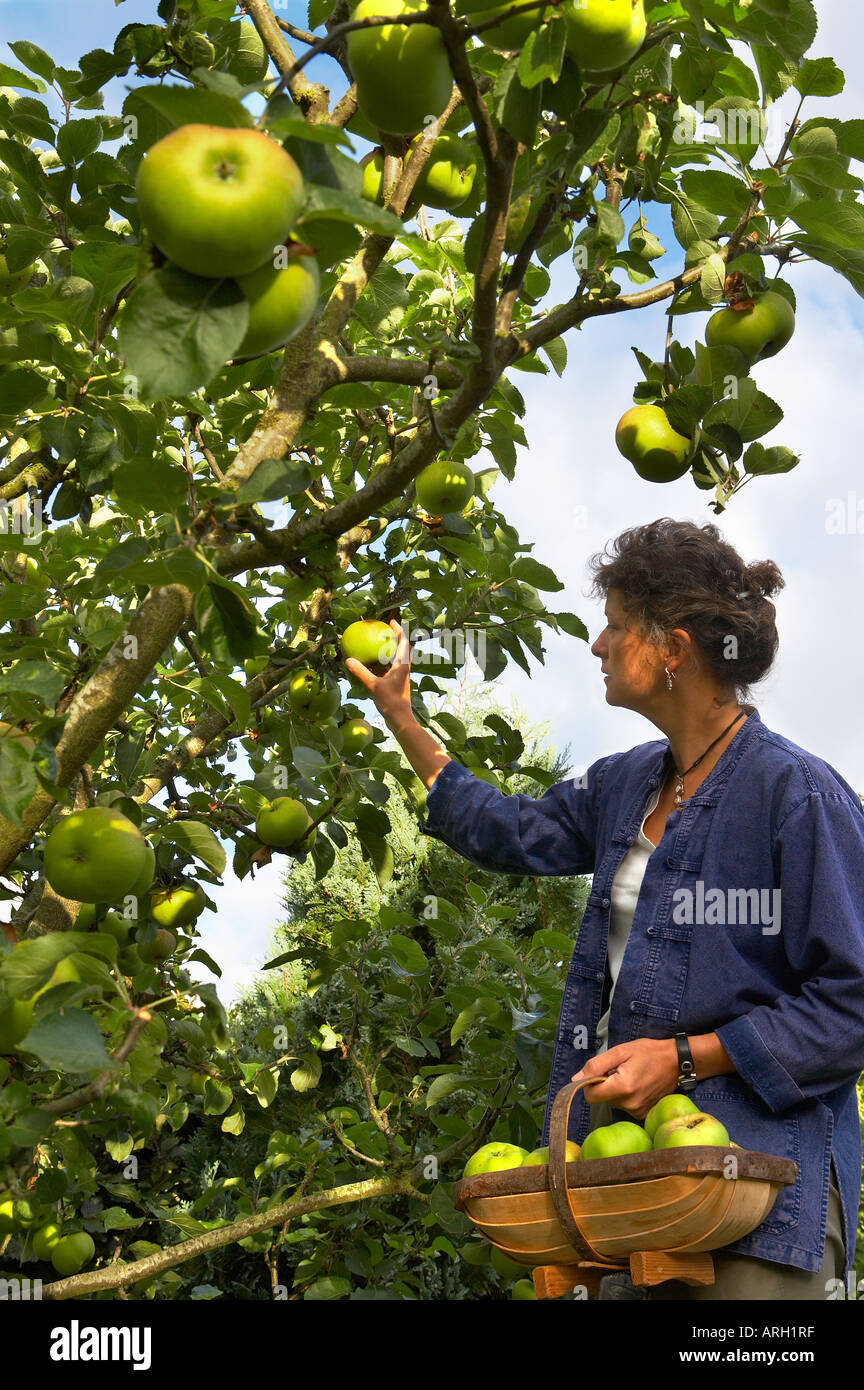Woman picking fruit garden uk hi-res stock photography and images - Alamy