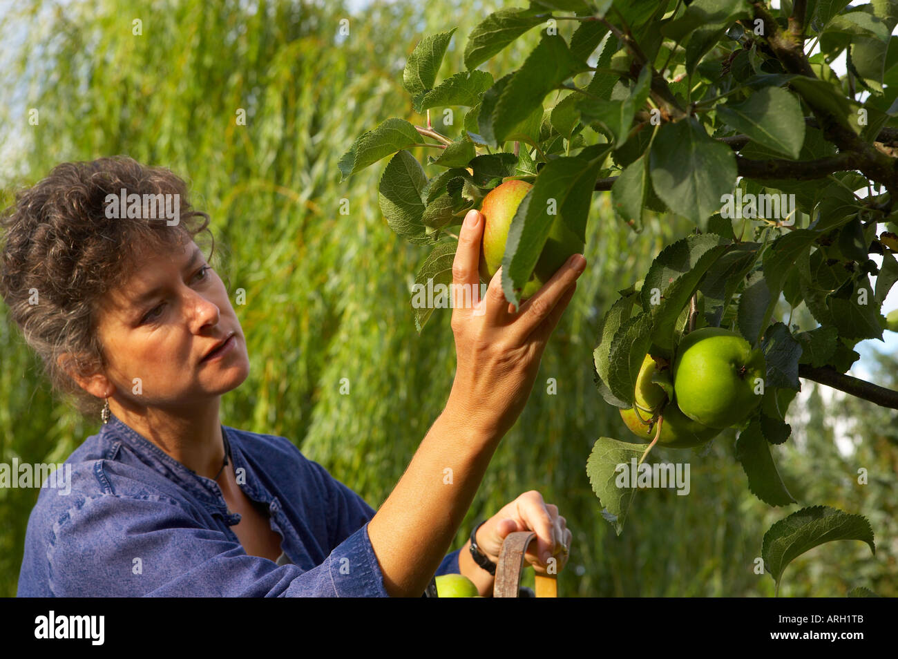 Woman picking fruit garden uk hi-res stock photography and images - Alamy