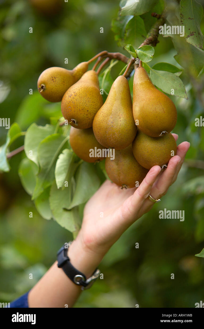 a woman picking fruit pears in a Dorset garden England UK MR Stock ...