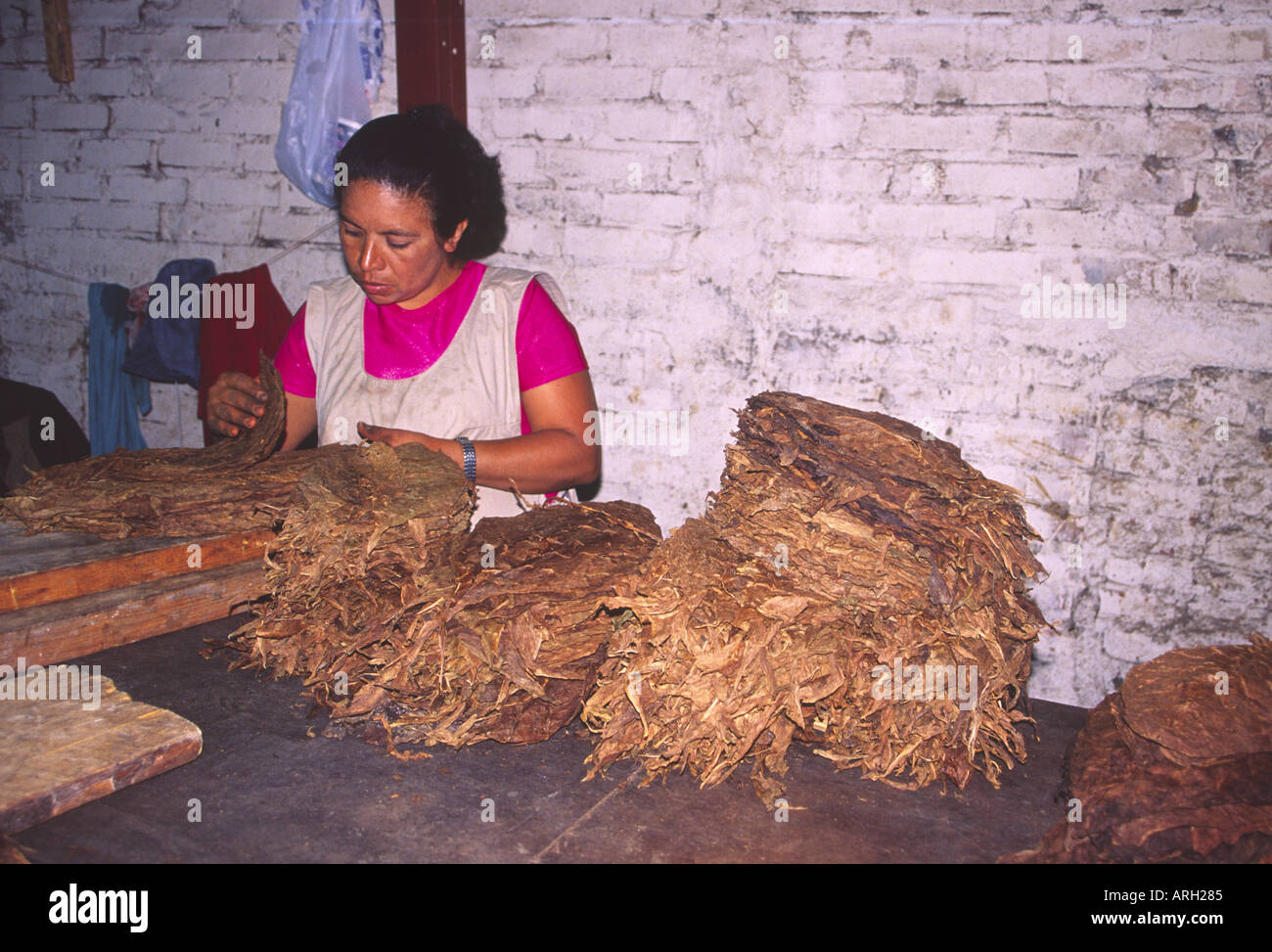 production of cigars Stock Photo - Alamy
