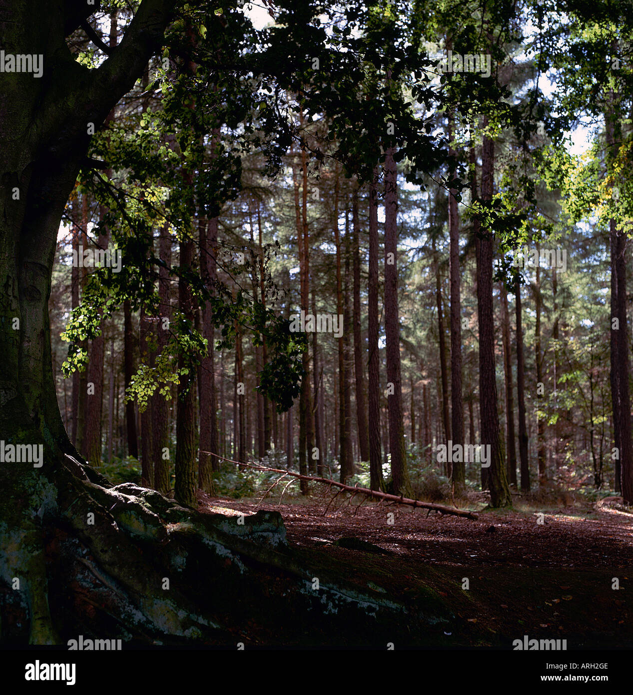 A forest scene at Dallington Heath Stock Photo - Alamy