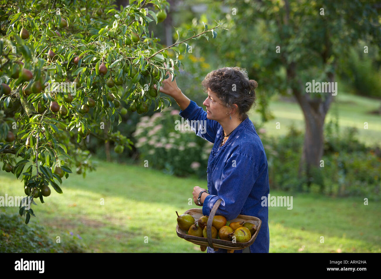 a woman picking fruit in a Dorset garden England UK MR Stock Photo - Alamy