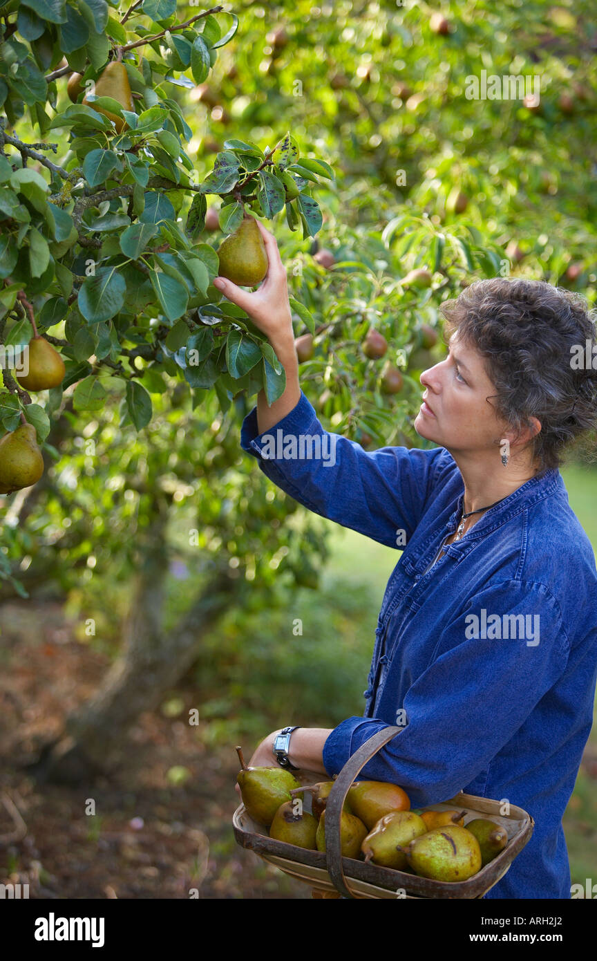 Woman Picking Fruit In Garden High Resolution Stock Photography and ...