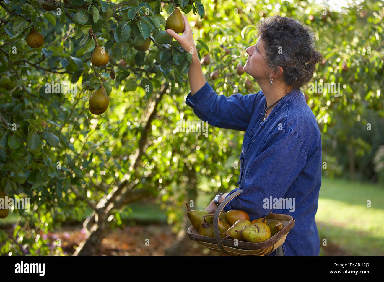 Picking pears uk hi-res stock photography and images - Alamy