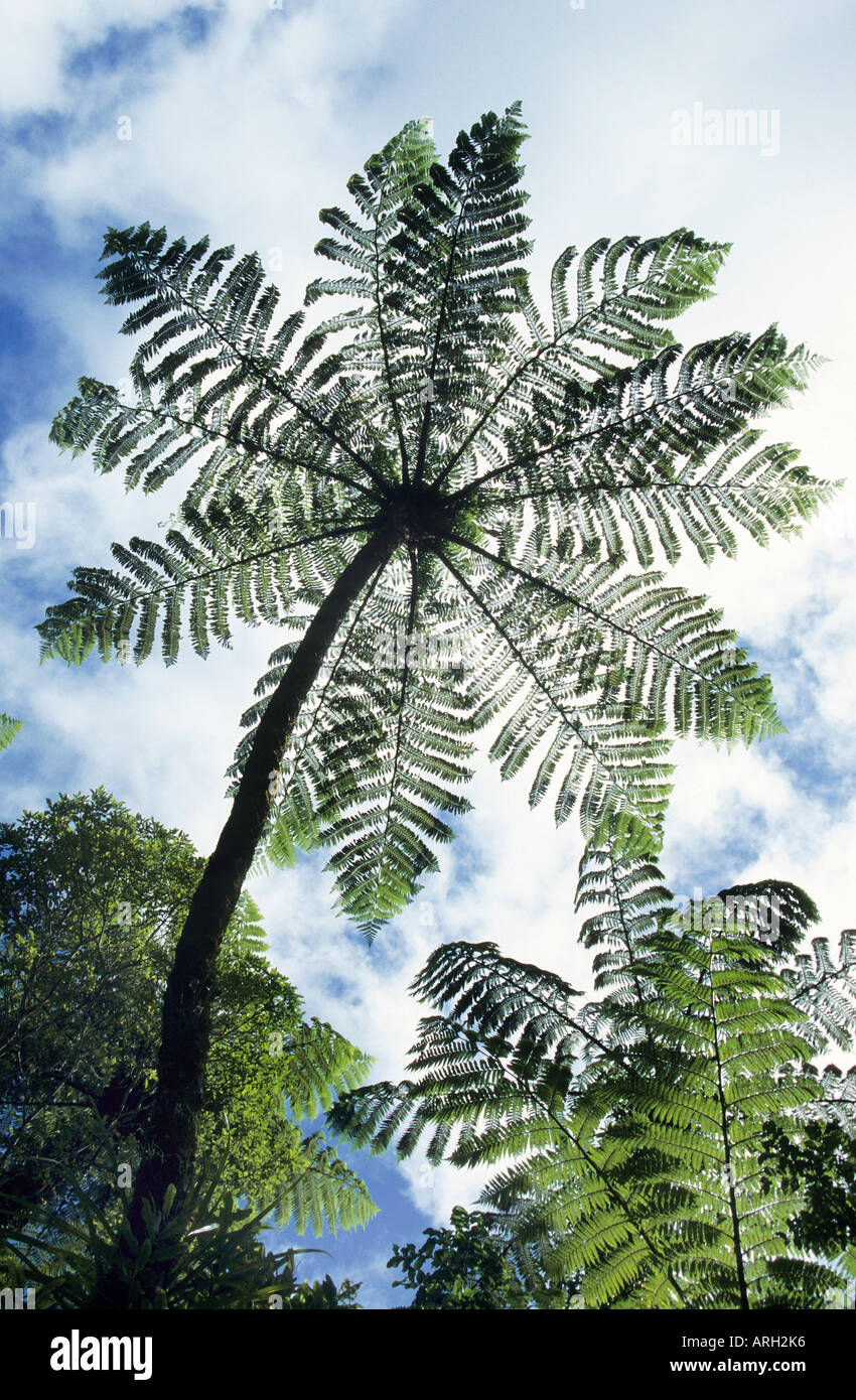 A ponga silver tree fern cyathea meullaris silhouetted against the sky ...