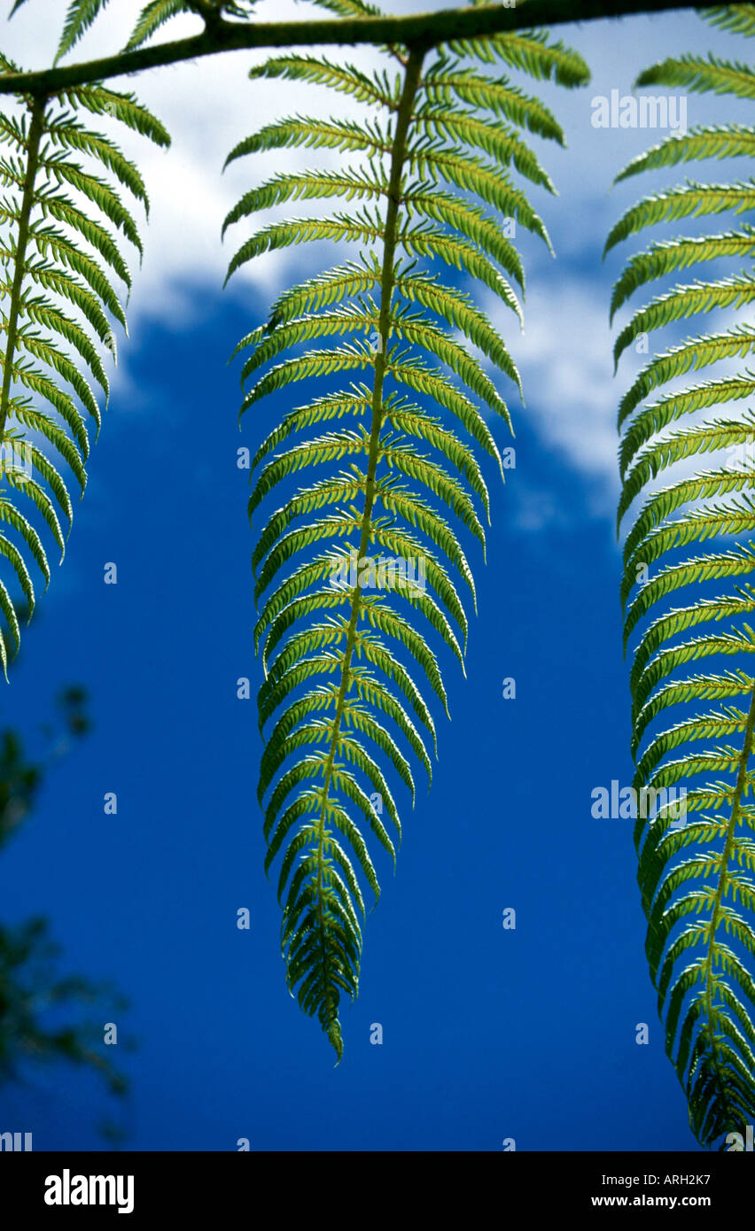 Detail of the delicate fronds of one of the many species of tree ferns ...