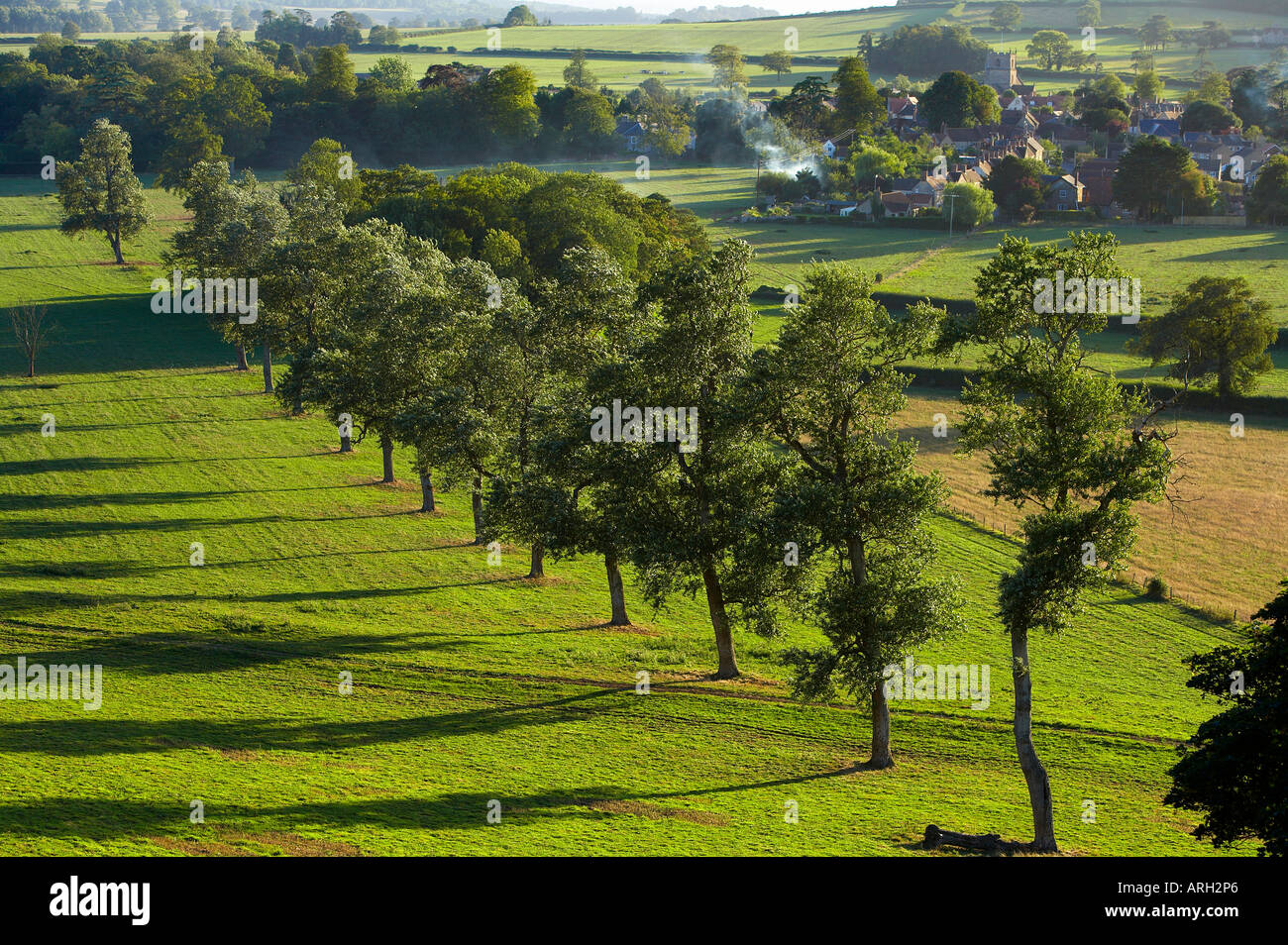 avenue of trees and Milborne Port nr Sherborne Dorset Somerset border ...