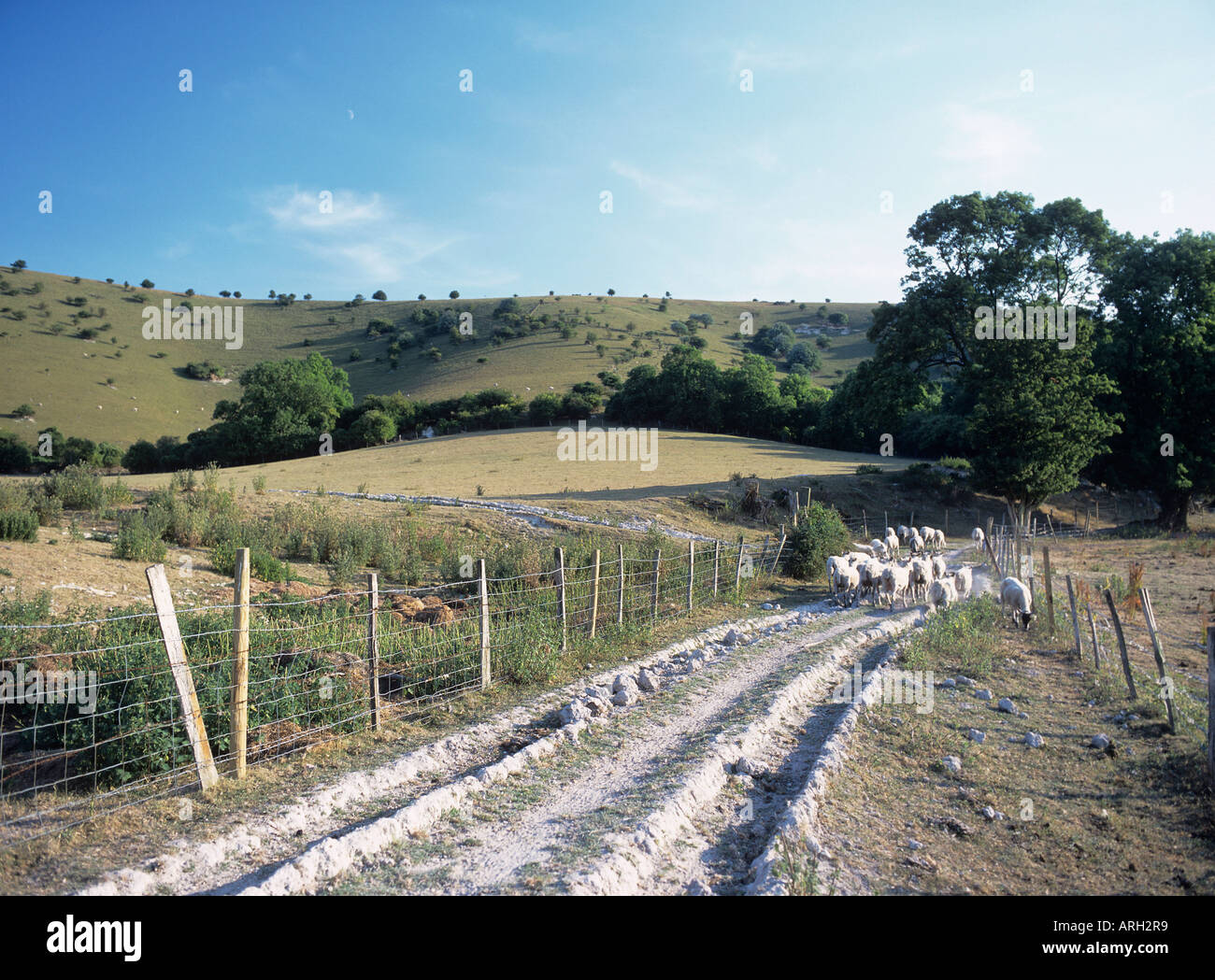 Chalky downland path hi-res stock photography and images - Alamy