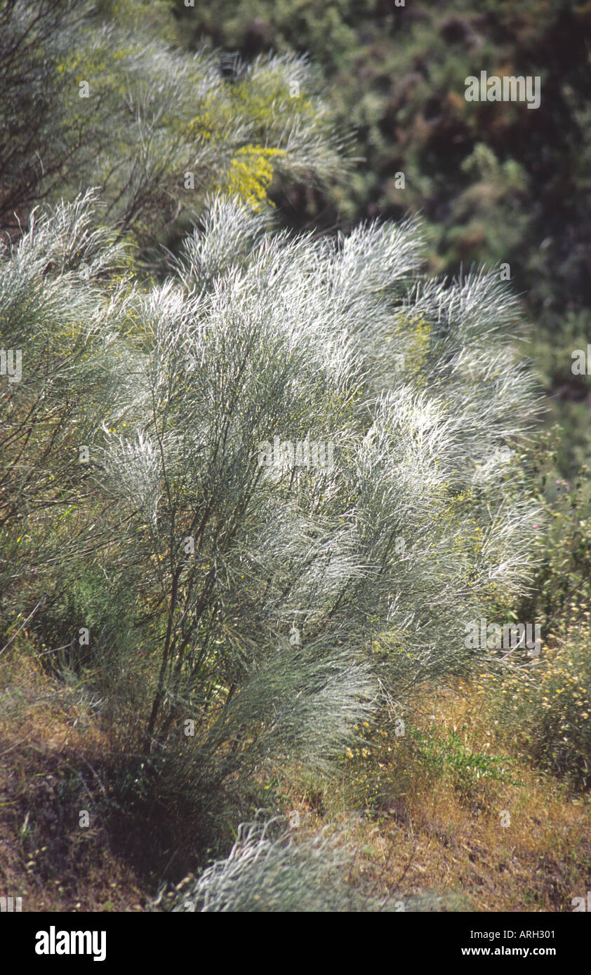 Broom shrubs hi-res stock photography and images - Alamy