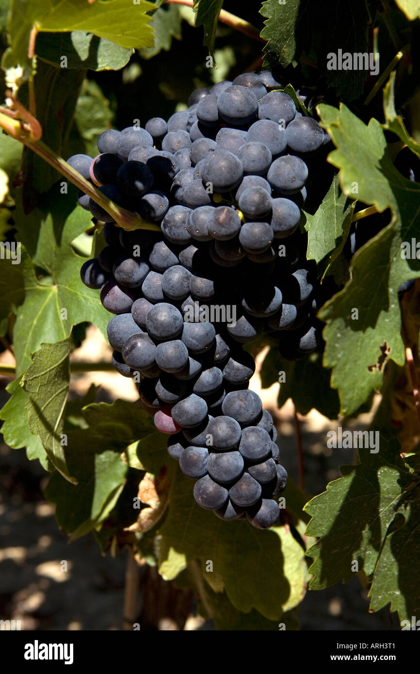 Bunch bunches of grape grapes hi-res stock photography and images - Alamy
