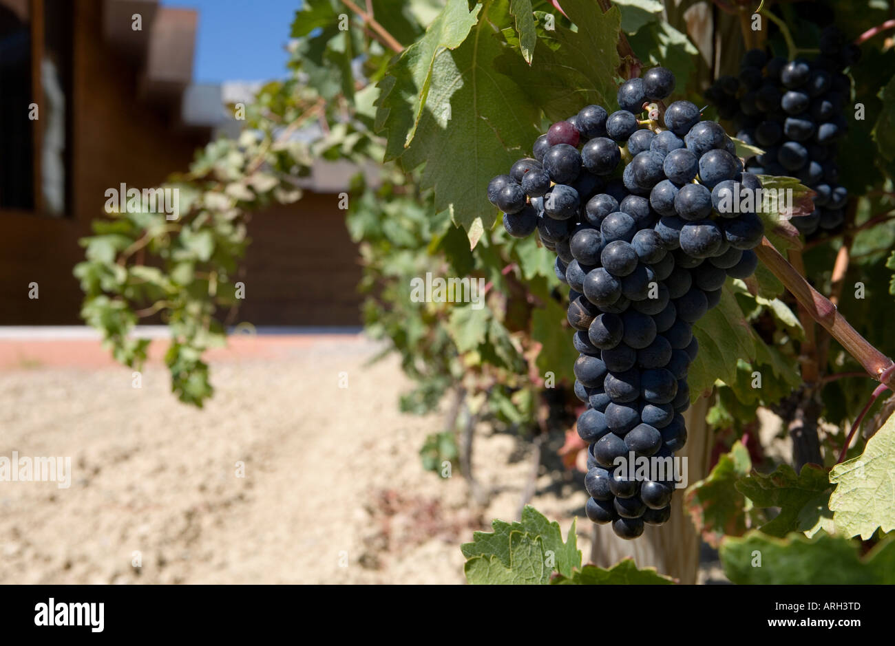 Bunch of grapes on the vine at the Ysios bodega in La Rioja, Spain ...