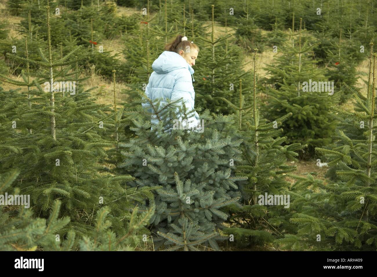 Adult conifers tree hi-res stock photography and images - Alamy