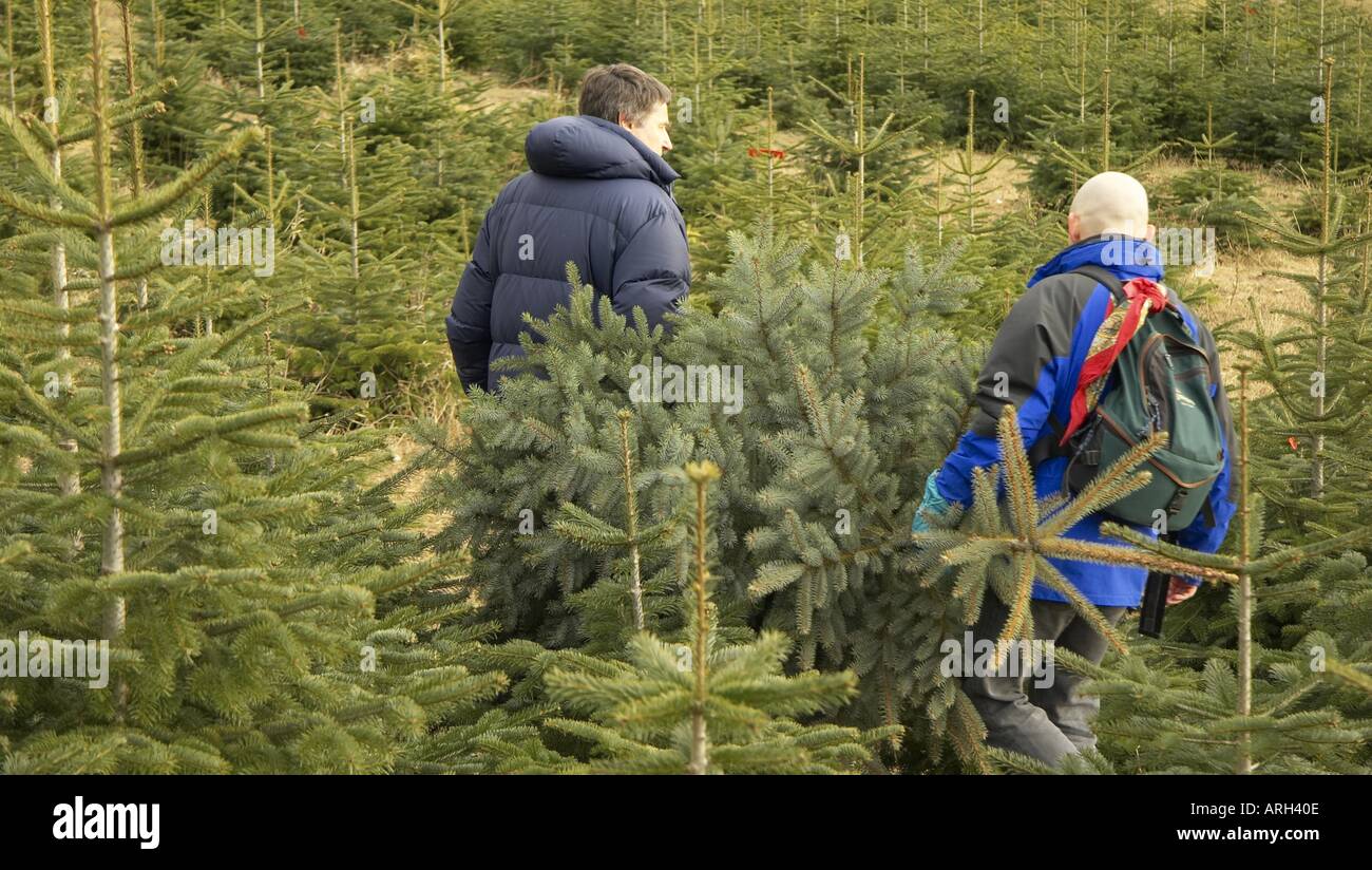 two men carrying christmas tree Stock Photo - Alamy
