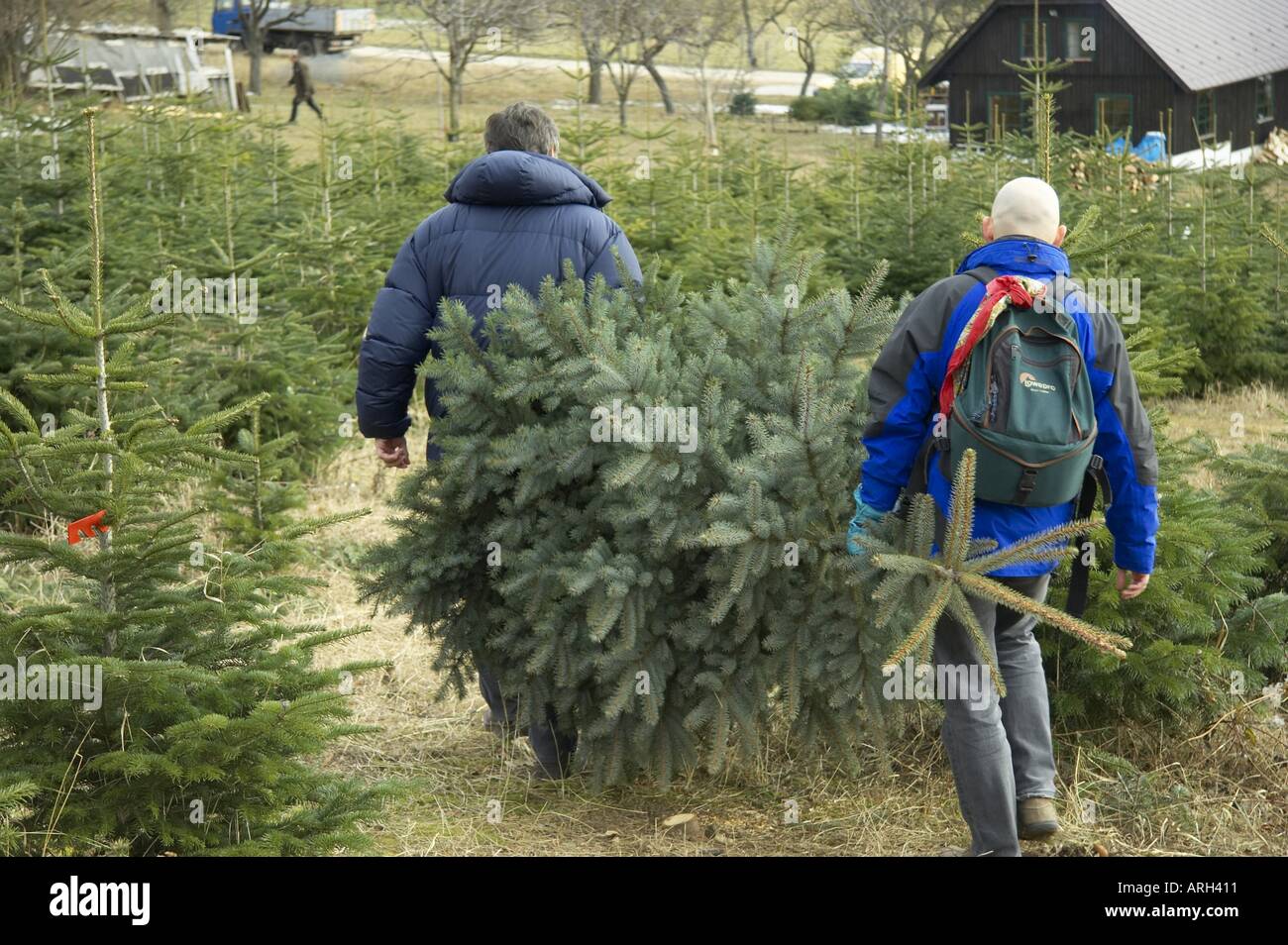 Man carrying spruce tree hi-res stock photography and images - Alamy