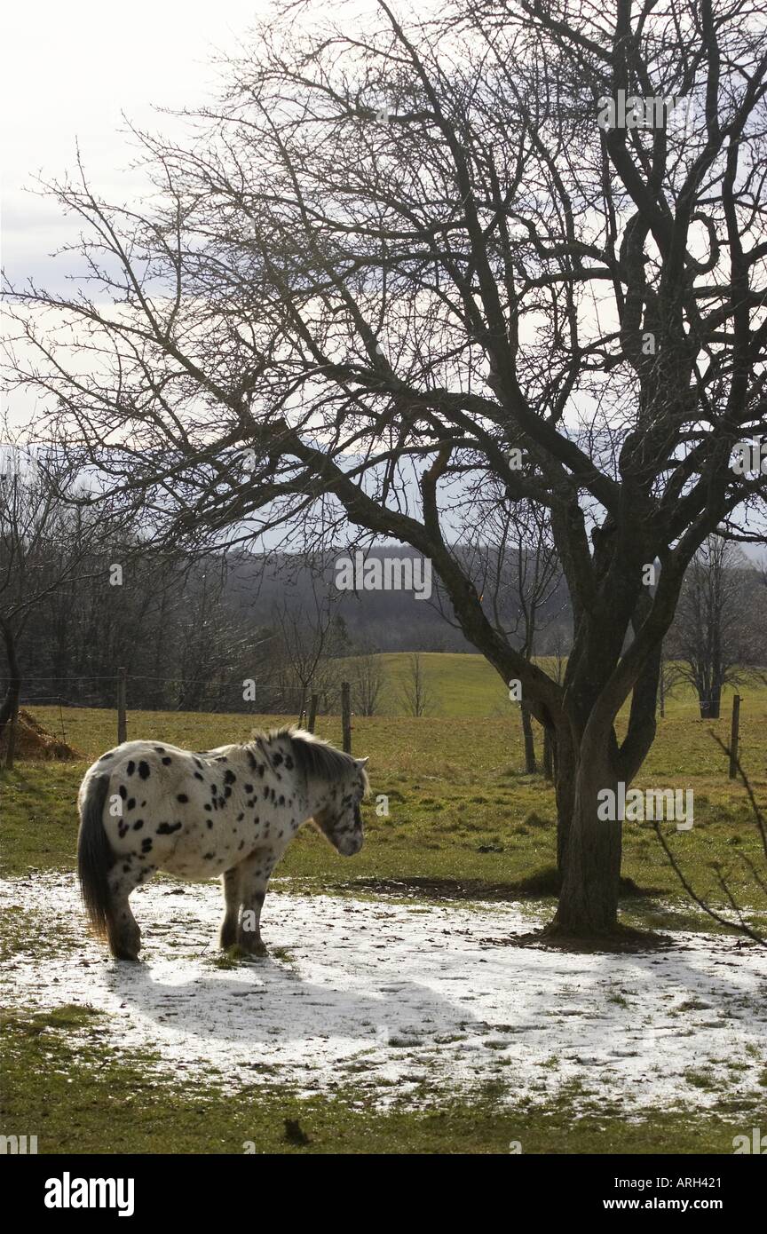 Horses under tree hi-res stock photography and images - Alamy