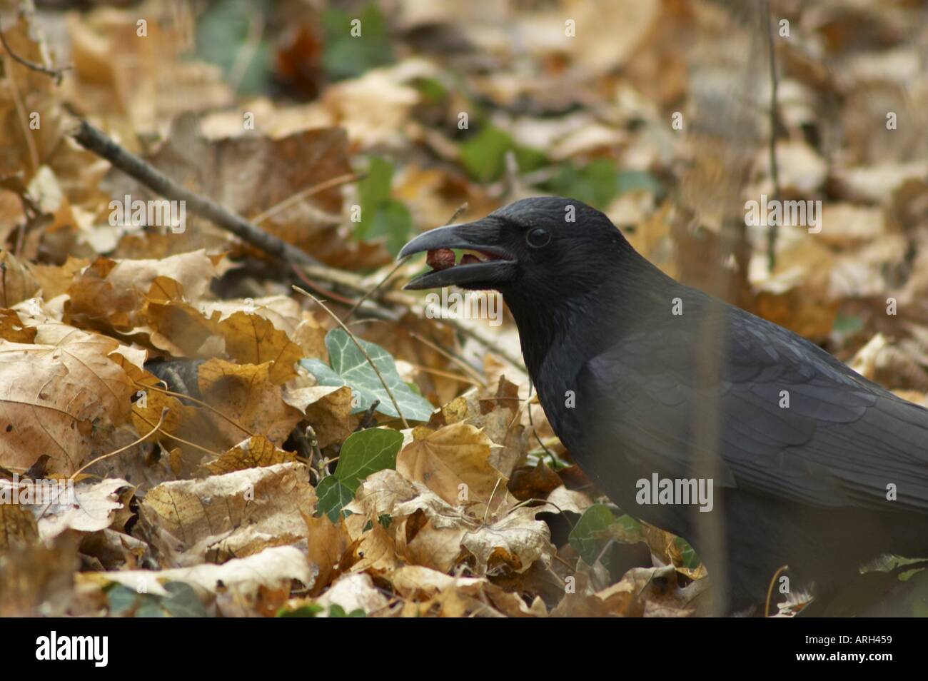 Zoo crow hi-res stock photography and images - Alamy
