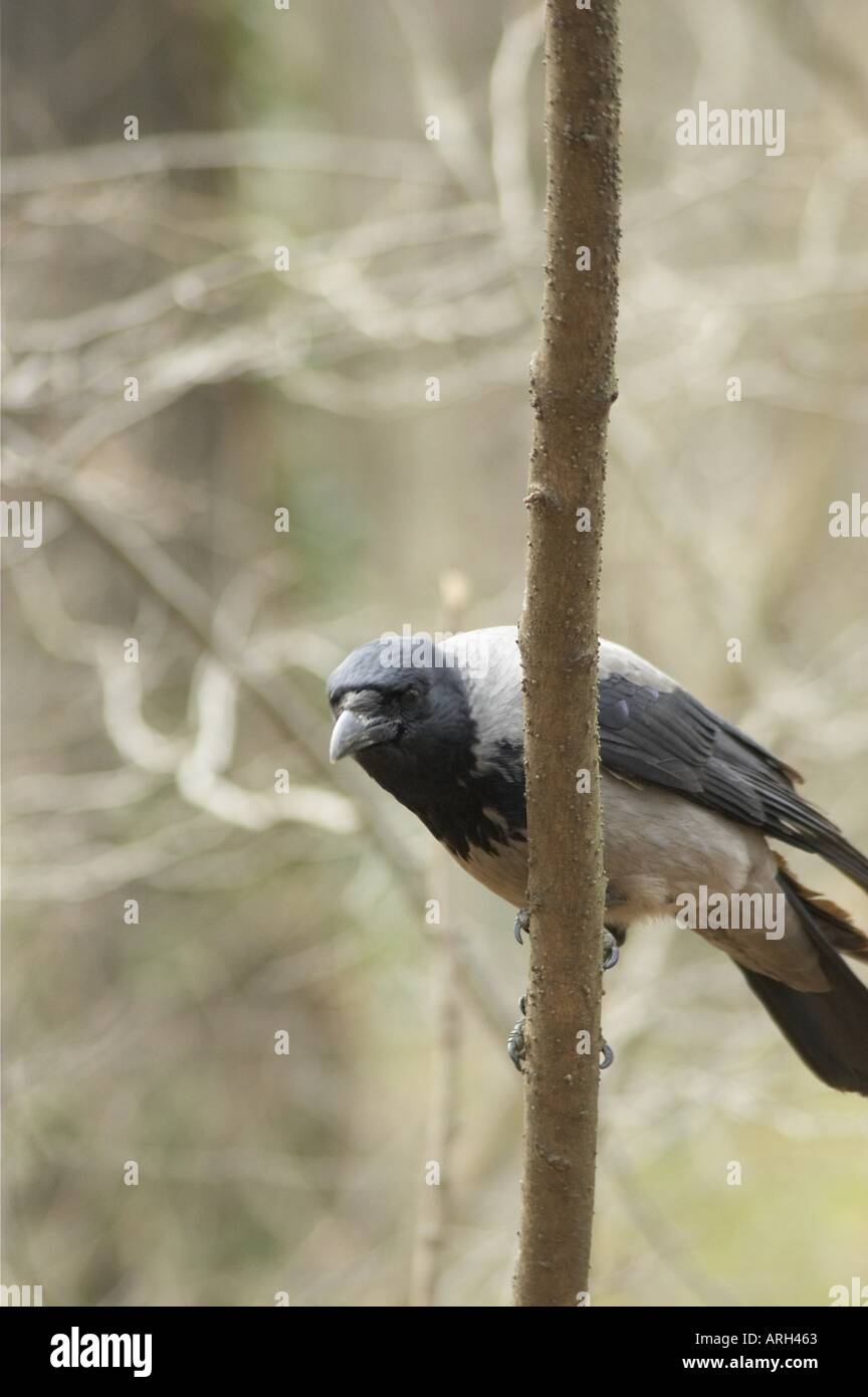 Crow sitting on branch hi-res stock photography and images - Alamy