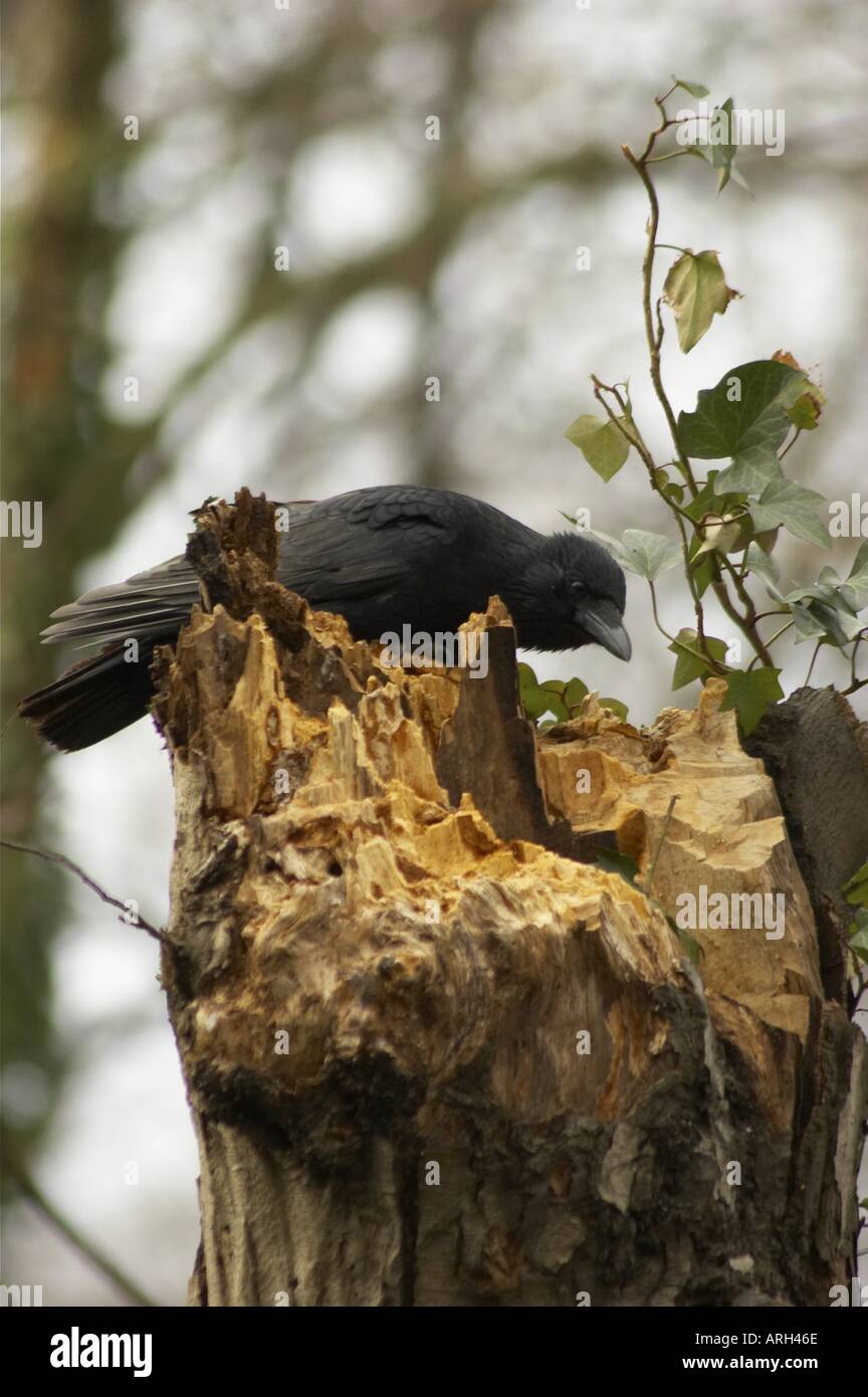 Zoo crow hi-res stock photography and images - Alamy