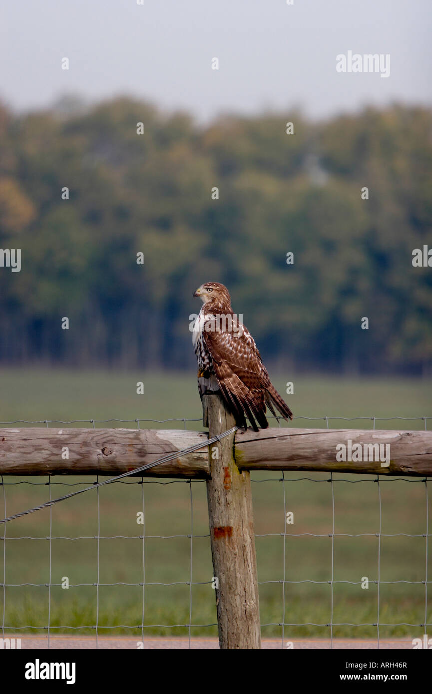 Red tailed hawk on fence hi-res stock photography and images - Alamy