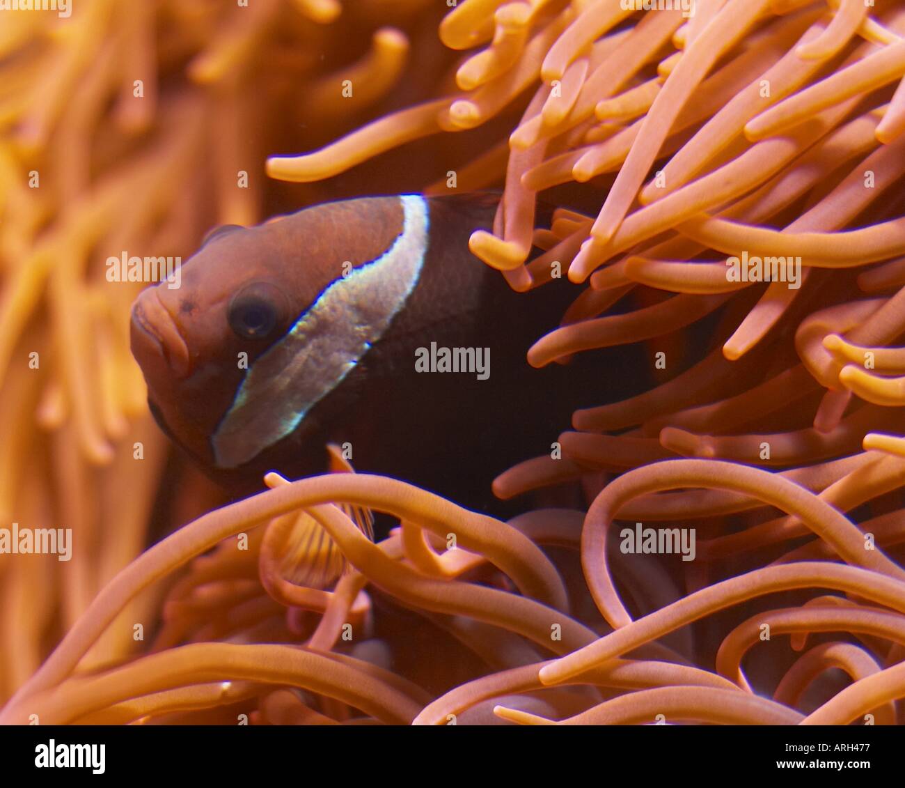 clownfish "Nemo" in anemone Stock Photo - Alamy