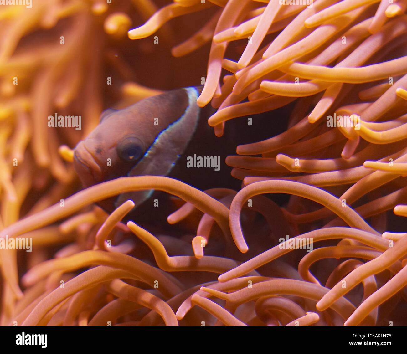 clownfish "Nemo" in anemone Stock Photo - Alamy