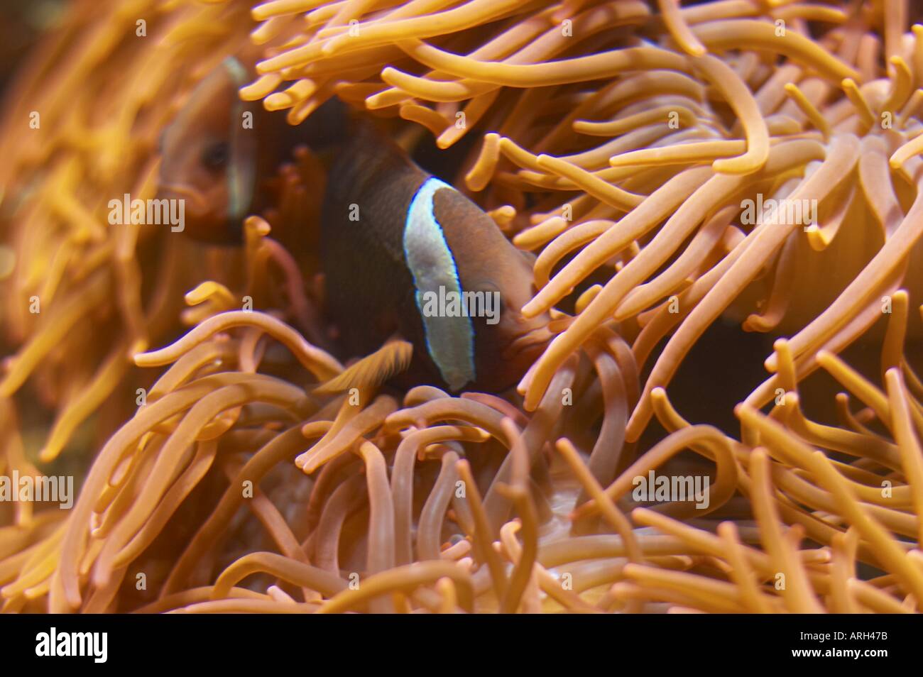 clownfish "Nemo" in anemone Stock Photo - Alamy