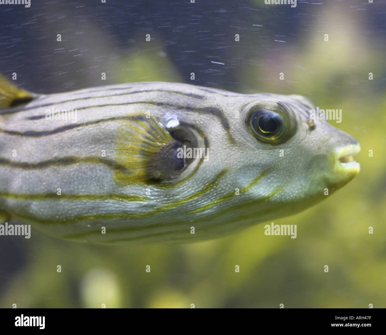 Striped pufferfish hi-res stock photography and images - Alamy