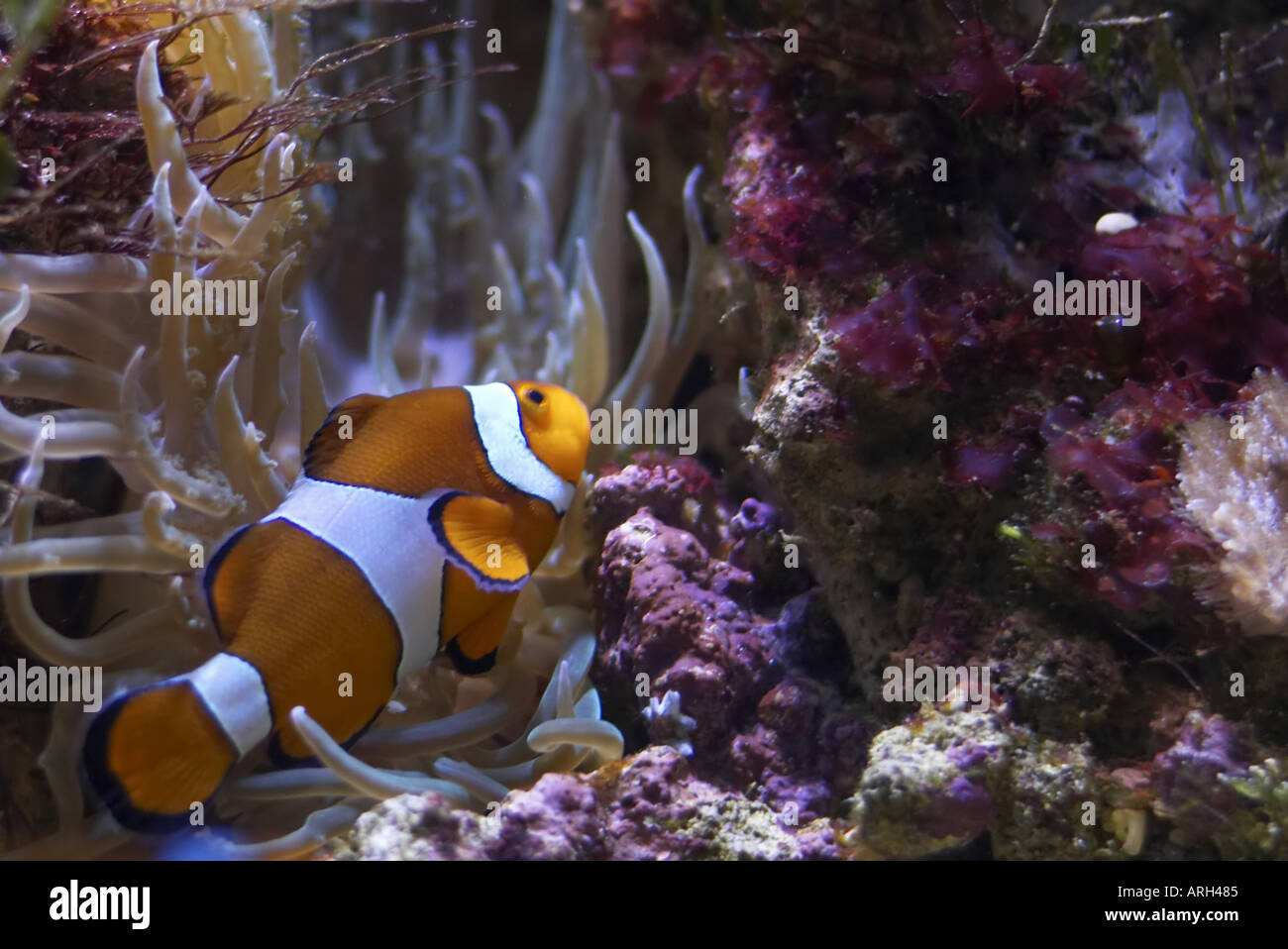clownfish "Nemo" in anemone Stock Photo - Alamy