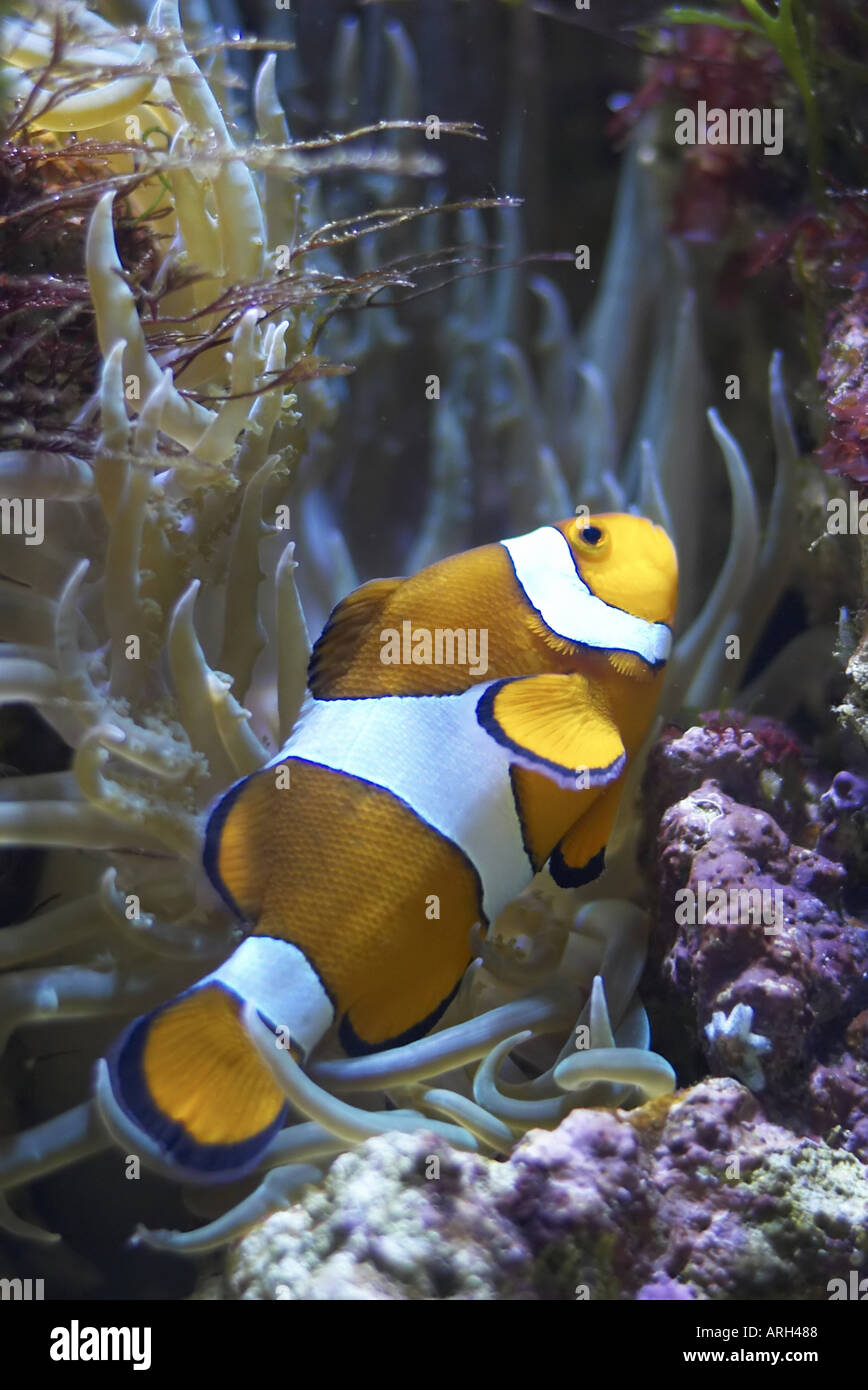 clownfish "Nemo" in anemone Stock Photo - Alamy