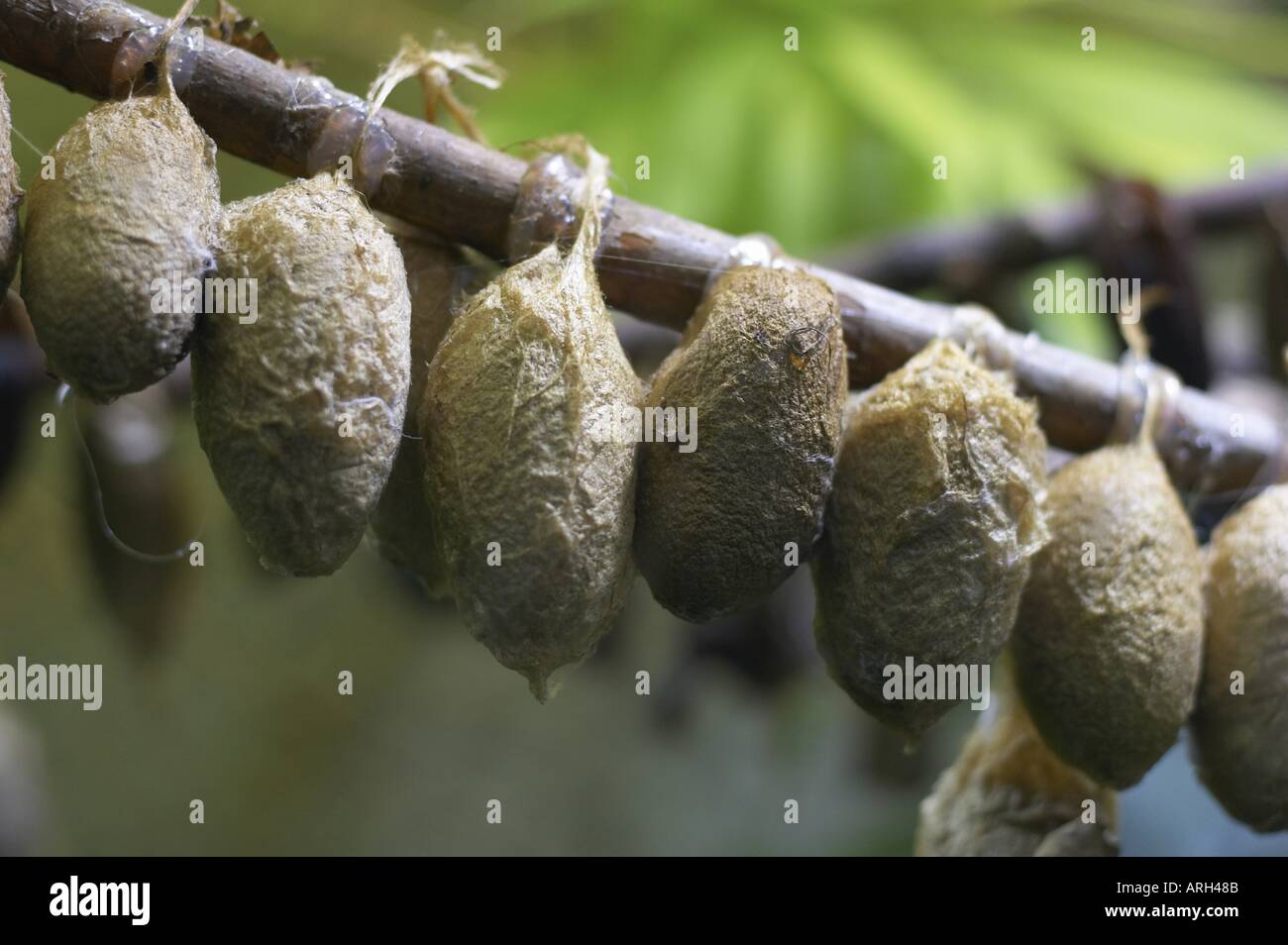 Chrysalis tree hi-res stock photography and images - Alamy